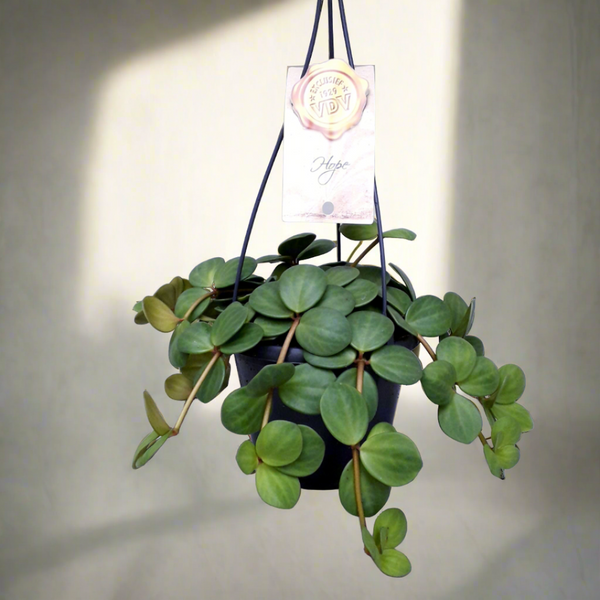 Peperomia Hope (11Ø 20cm) – Naz Plant & Flowers