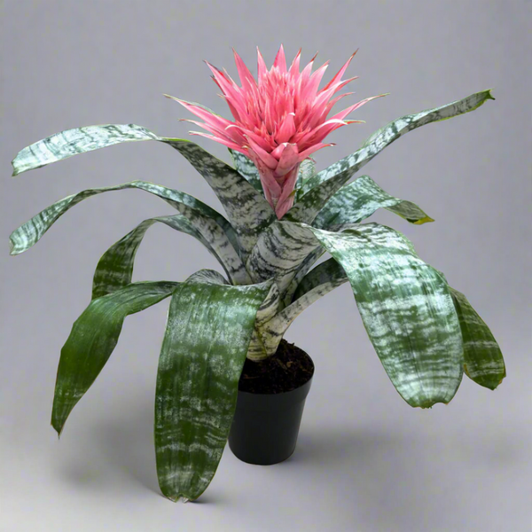 Aechmea Fasciata 'Primera': A Vibrant Bromeliad (15Ø 60cm) – Naz Plant ...