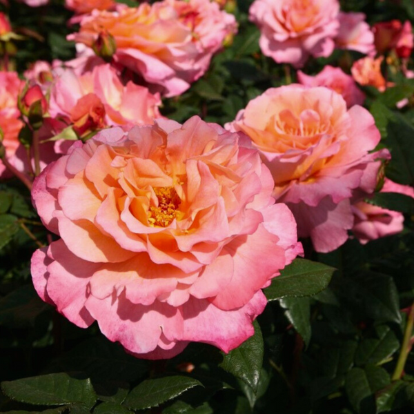Augusta Louise Rose – Naz Plant & Flowers