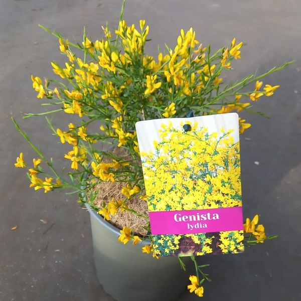Genista lydia (Lydia Broom) – Naz Plant & Flowers