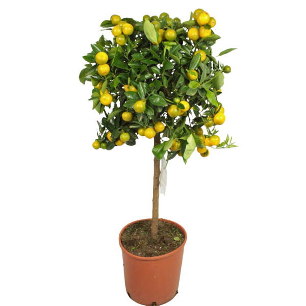 Citrus Microcarpa: The Tiny Titan of Citrus Trees (22Ø 70cm 9fr) – Naz ...