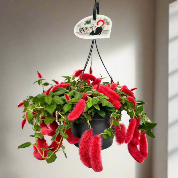 Acalypha Pendula: The Firetail with Flowing Flair (21Ø 25cm) – Naz ...