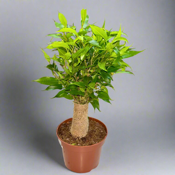 Ficus benjamina 'Natasja'(12Ø 35cm) – Naz Plant & Flowers