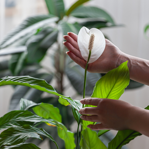 Spathiphyllum Bingo Cupido Peace Lily – Naz Plant & Flowers