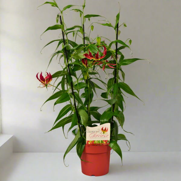 Gloriosa Rothschildiana: The Climbing Glory Lily – Naz Plant & Flowers