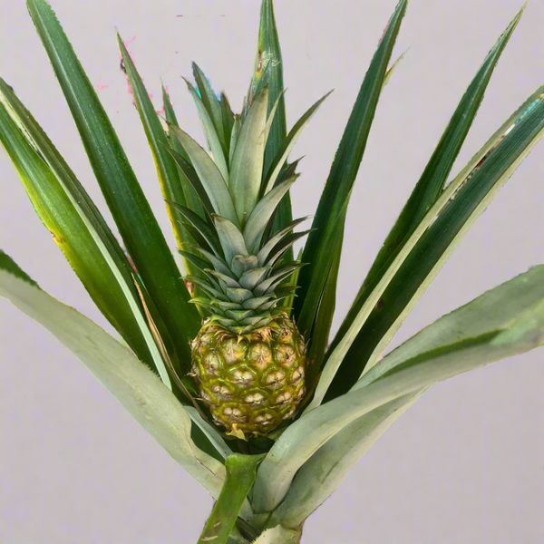 Ananas comosus (Pineapple Plant) 14Ø 60cm – Naz Plant & Flowers
