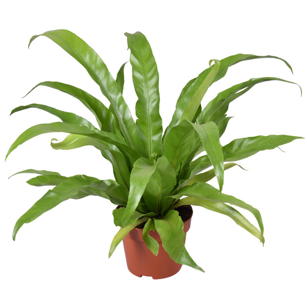 Bird's Nest Fern – Naz Plant & Flowers
