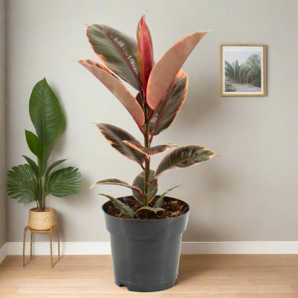 Ficus Elastica 'Belize' (17Ø 56cm) – Naz Plant & Flowers