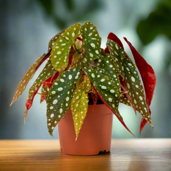 Begonia Maculata Silverspot (12Ø 28cm) – Naz Plant & Flowers